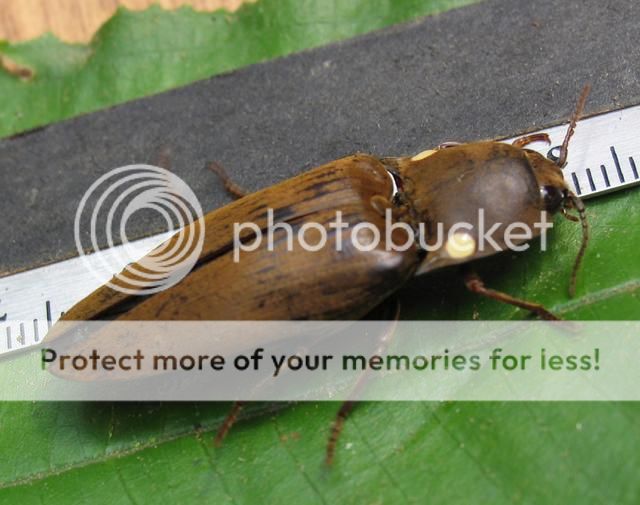 Click Beetle with Headlights | livingthegoodlifeinthejunglesofpanama