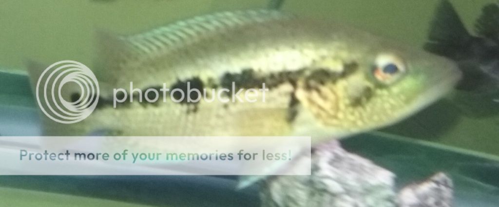 Dovii Male or Female | Cichlid Fish Forum